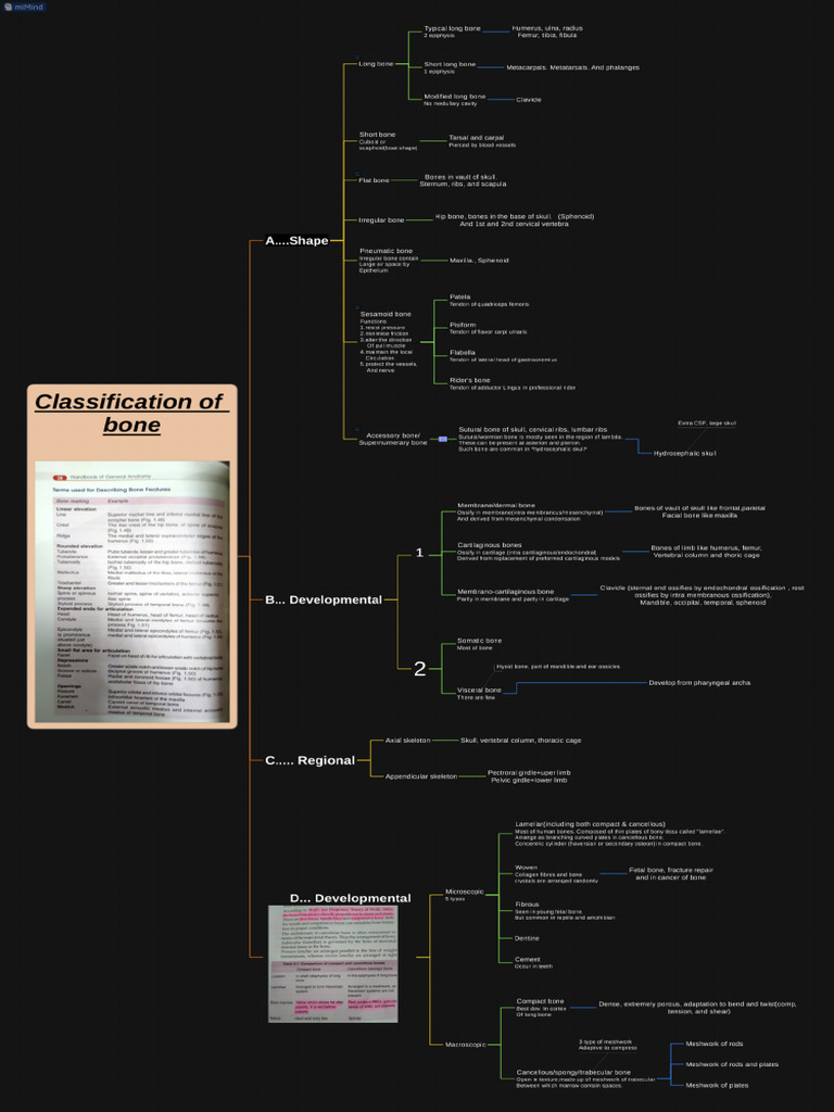 Classification of Bone | PDF