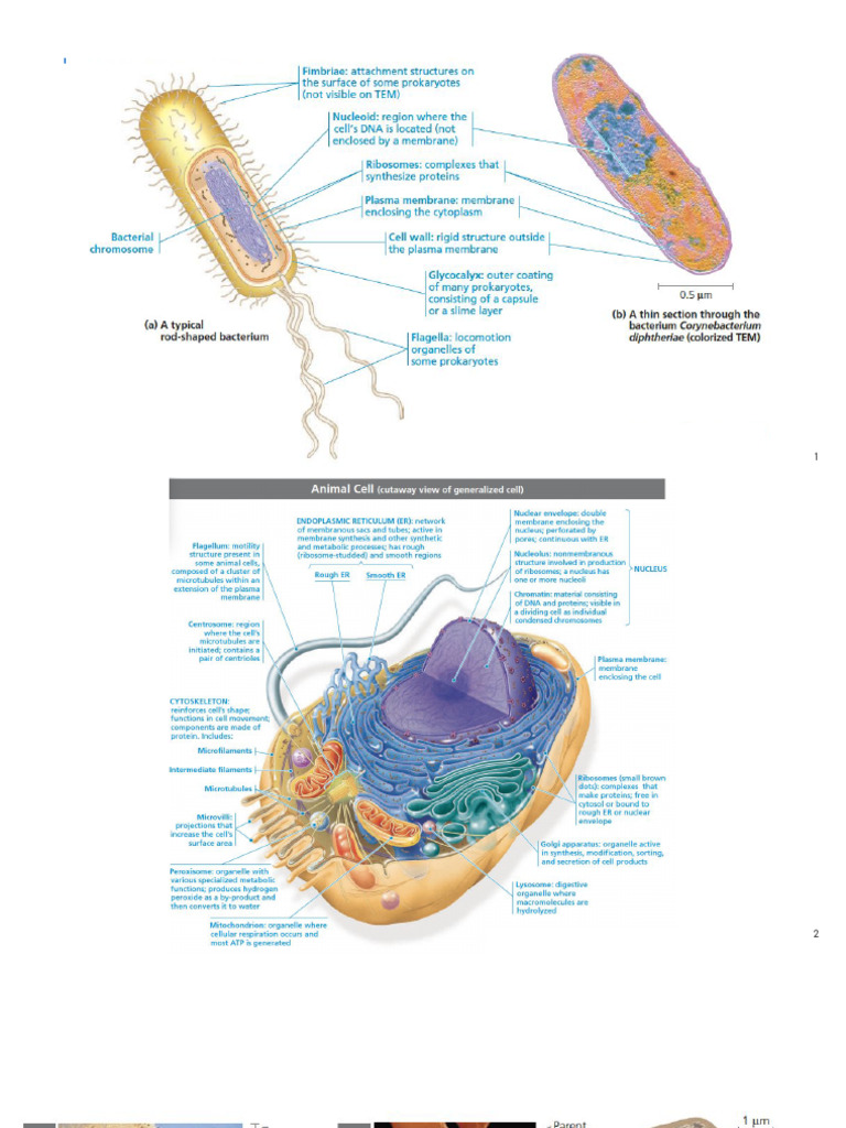 BIO1 11_12 Q1 0201 Pro and Eukaryotic Cells.pptx | PDF | Cell (Biology ...