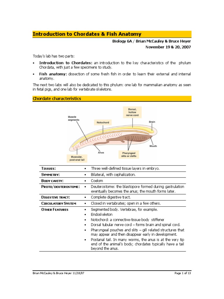 Introduction To Chordates & Fish Anatomy: Chordate Characteristics ...