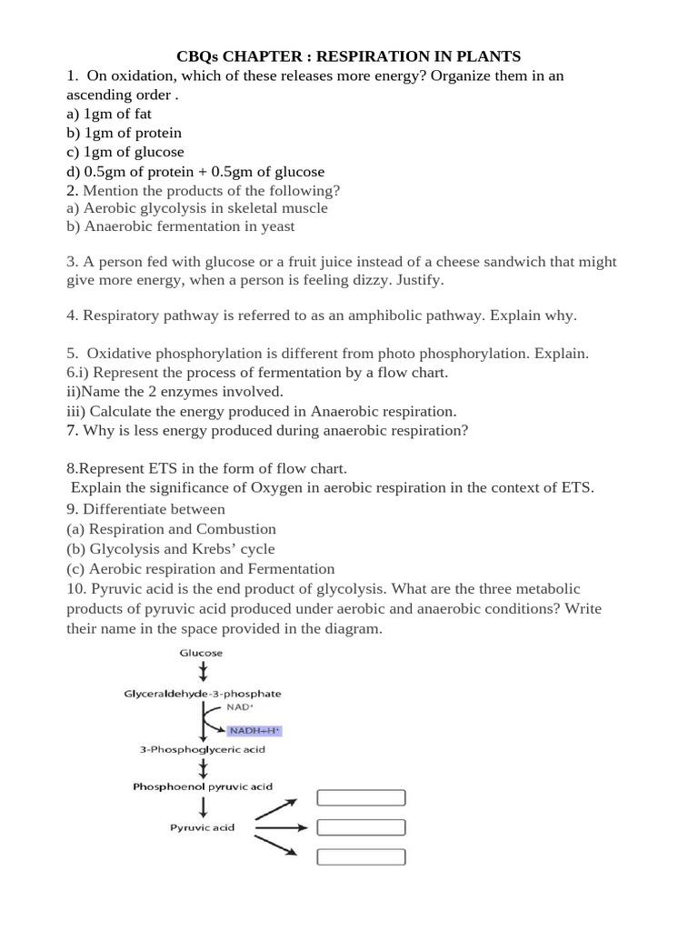 CBQ Respiration | PDF