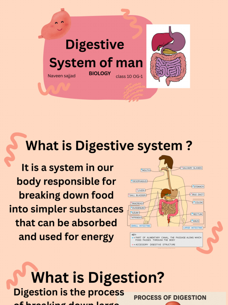 { digestive system of man} bio presentation | PDF