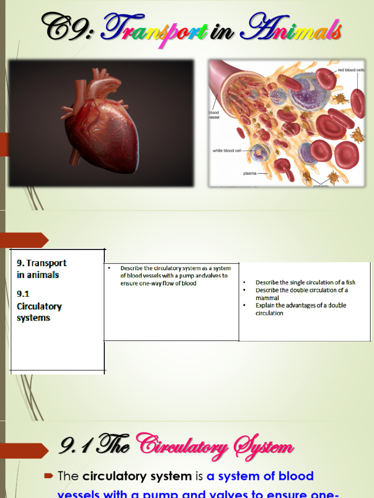 Bio S3K C9.1 Transport in Animals | PDF