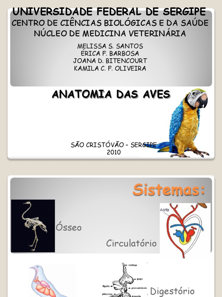 Slide de Anatomia Das Aves | PDF | Sistema circulatório | Aves