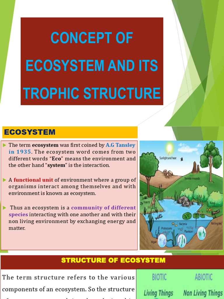 Ecosytem and Trophic Structure | PDF | Ecosystem | Food Web