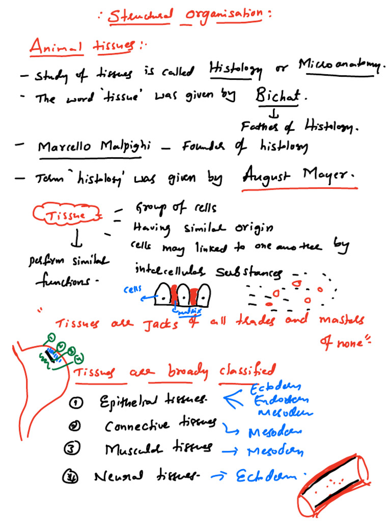 Animal Tissues Notes-mmb | PDF | Epithelium | Connective Tissue
