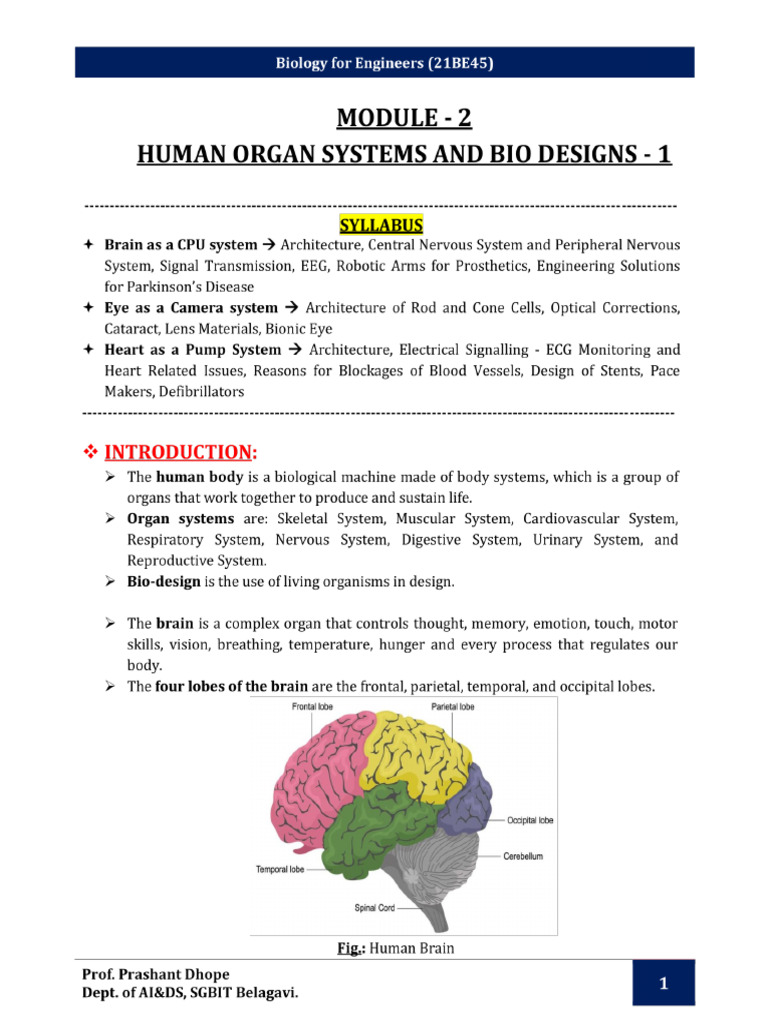 Module 3-Human Organs and Bio Designs | PDF
