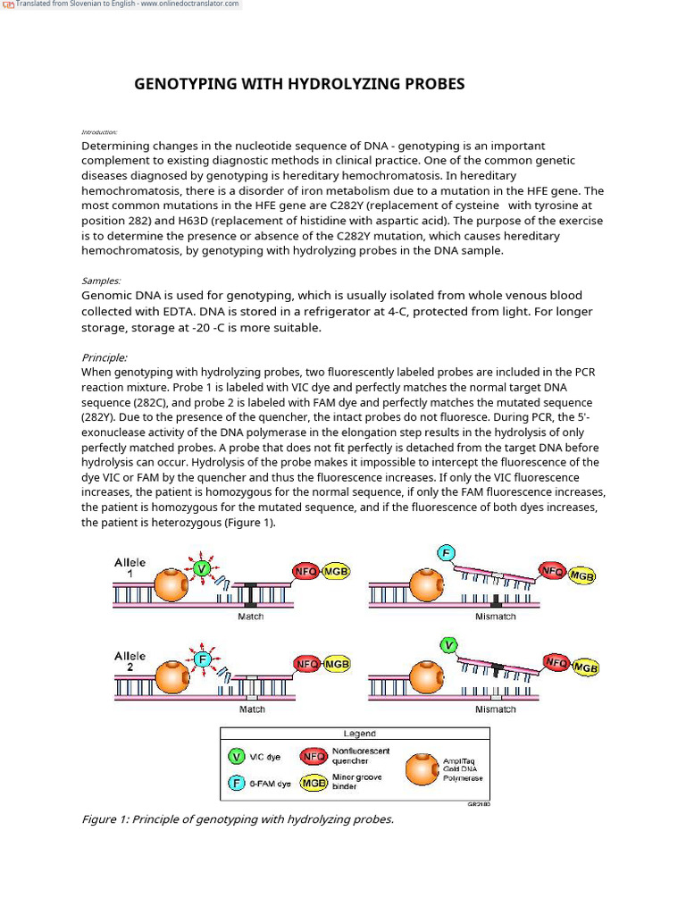 Genotipizacija HFE - dnevnik.sl.en | PDF | Genotyping | Dna Sequencing