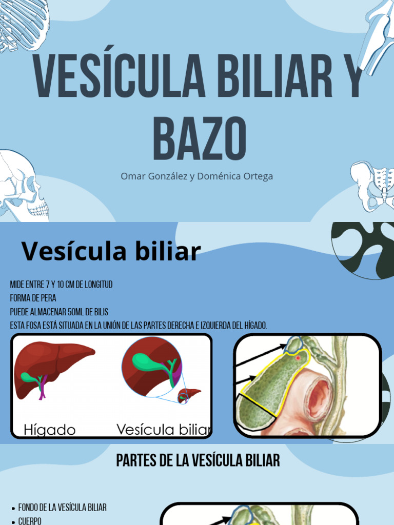 Presentación Diapositivas Anatomía Cuerpo Humano Ilustrativo Simple ...