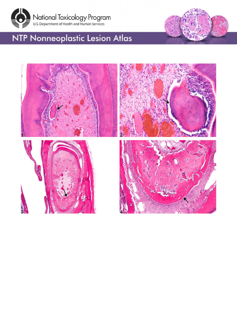 Tooth Pulp Osteodentin 508 | PDF | Dentin | Dentistry