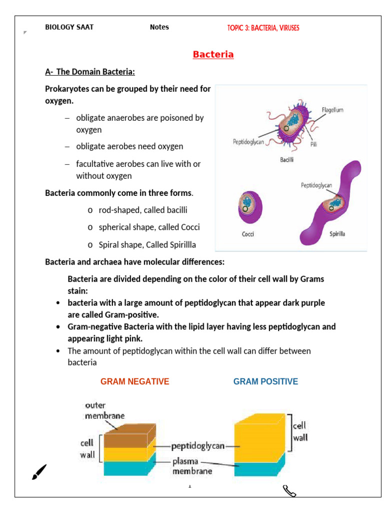 TOPIC 3 Bacteria Viruses | PDF | Bacteria | Archaea