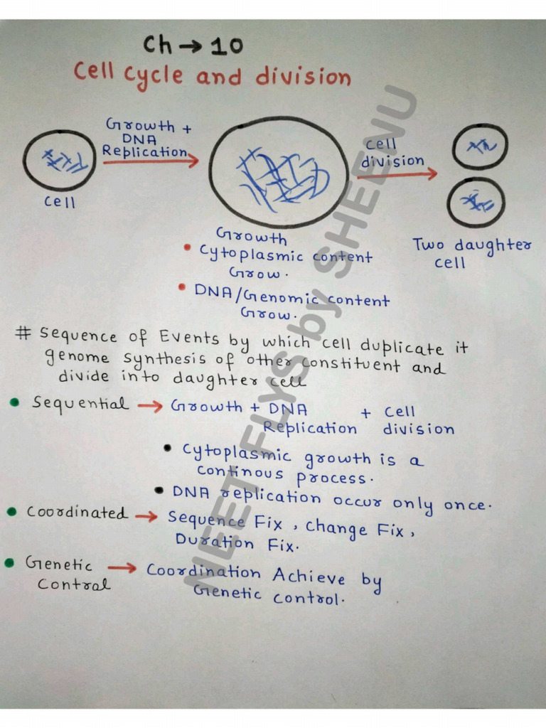 Cell Cycle and Division | PDF