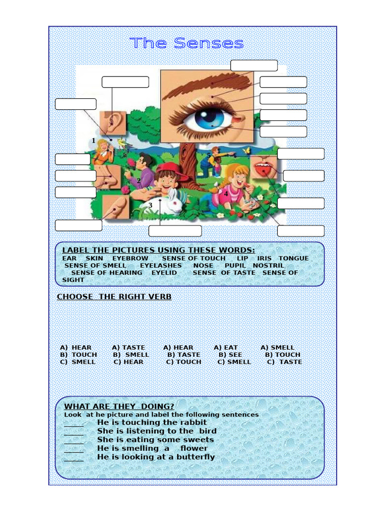 Five Senses Fun Activities Games 12833 | PDF