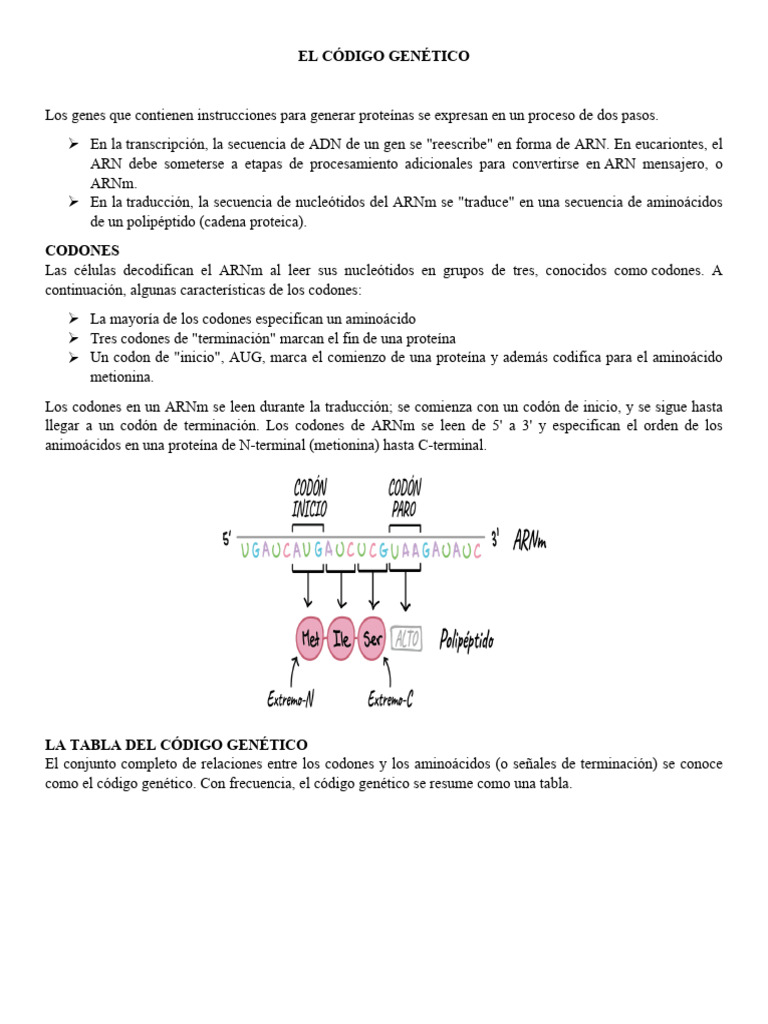 Entendiendo el Código Genético | PDF | Codigo genetico | Traducción ...