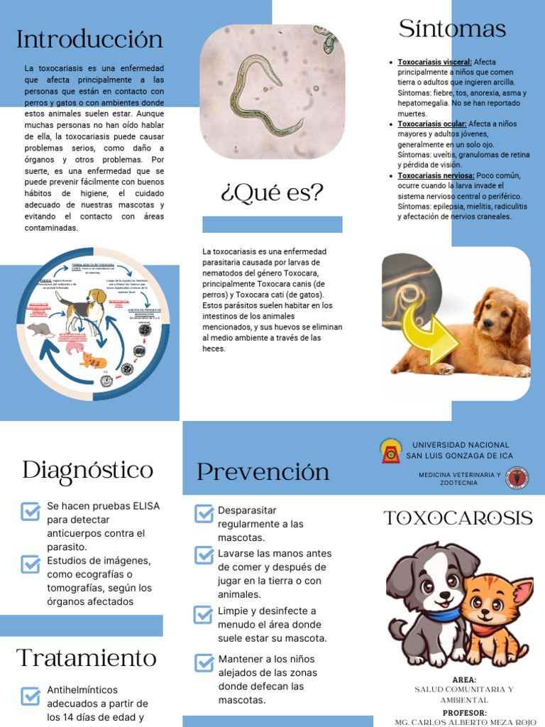 Triptico Toxocariasis | PDF | Enfermedades y trastornos humanos ...