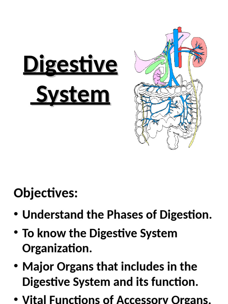 Overview of the Digestive System Functions | PDF | Digestion ...