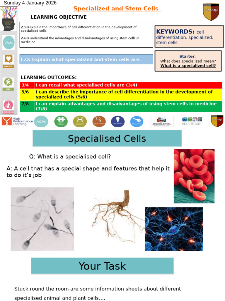 L3 - Specialized and Stem Cells (1) | PDF | Stem Cell | Embryo