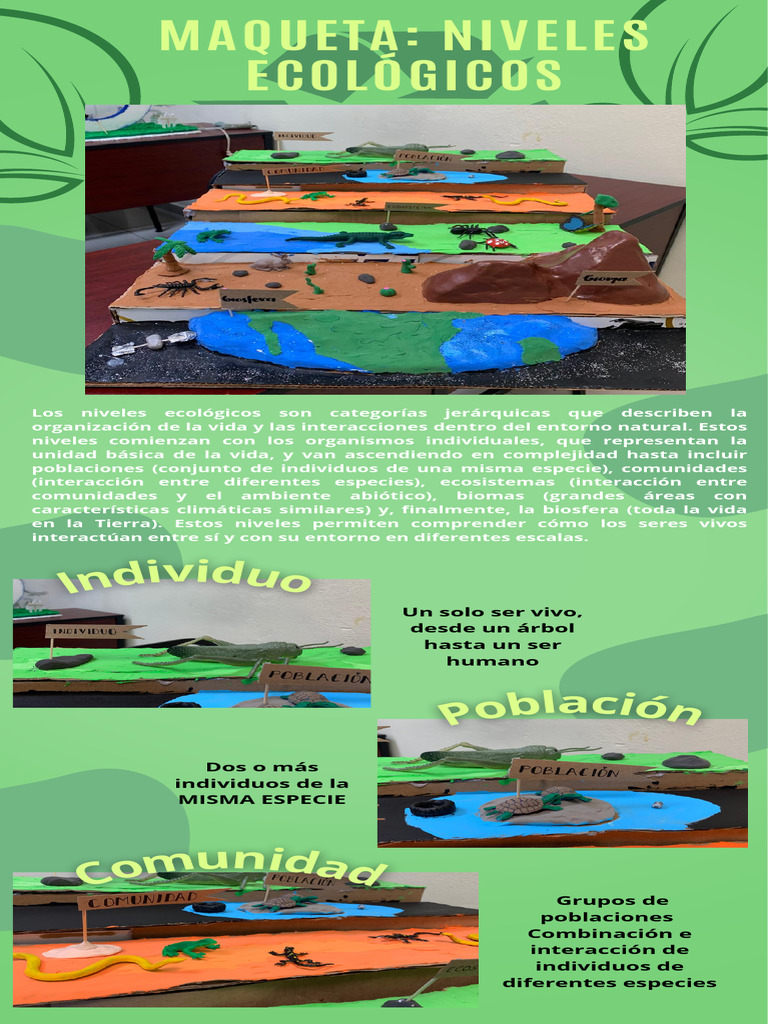 Niveles Ecológicos y su Organización | PDF | Ecología | Entorno natural