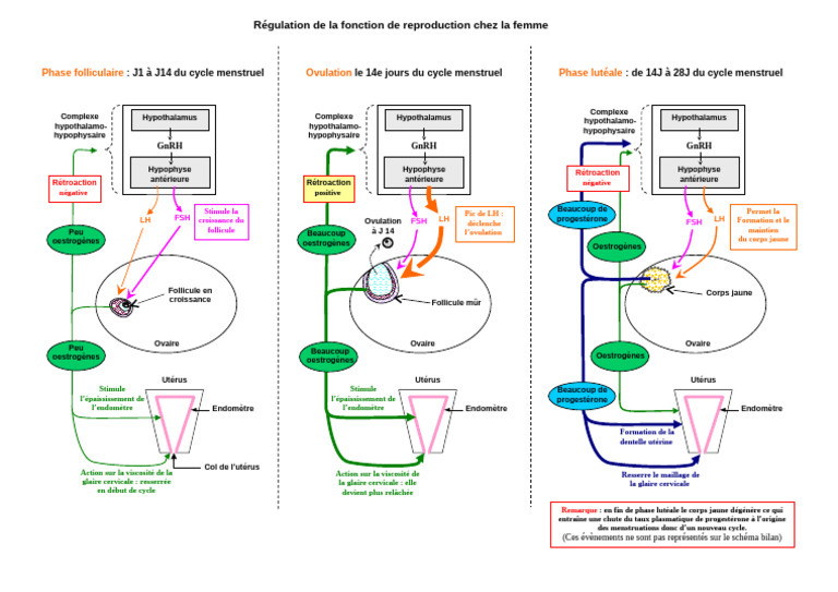 Régulation de la reproduction féminine | PDF | Cycle menstruel ...