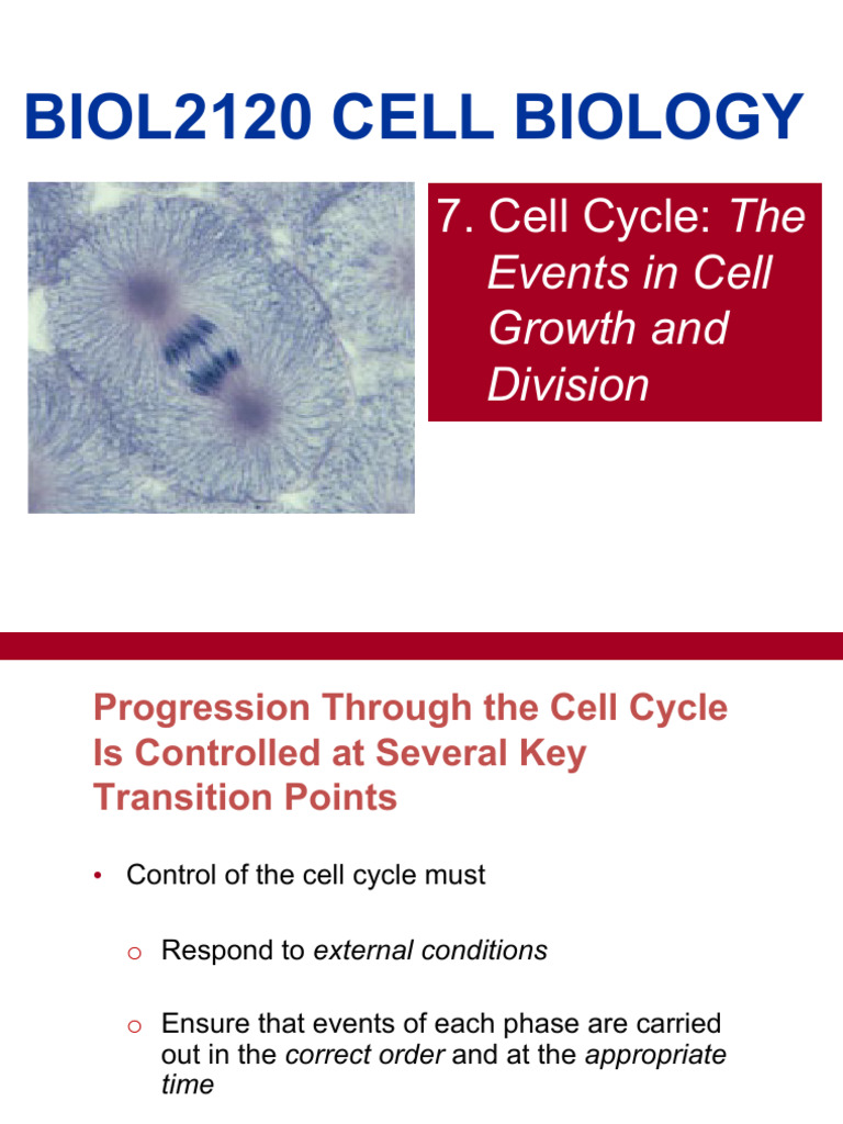 Cell Cycle Regulation and Mitosis | PDF