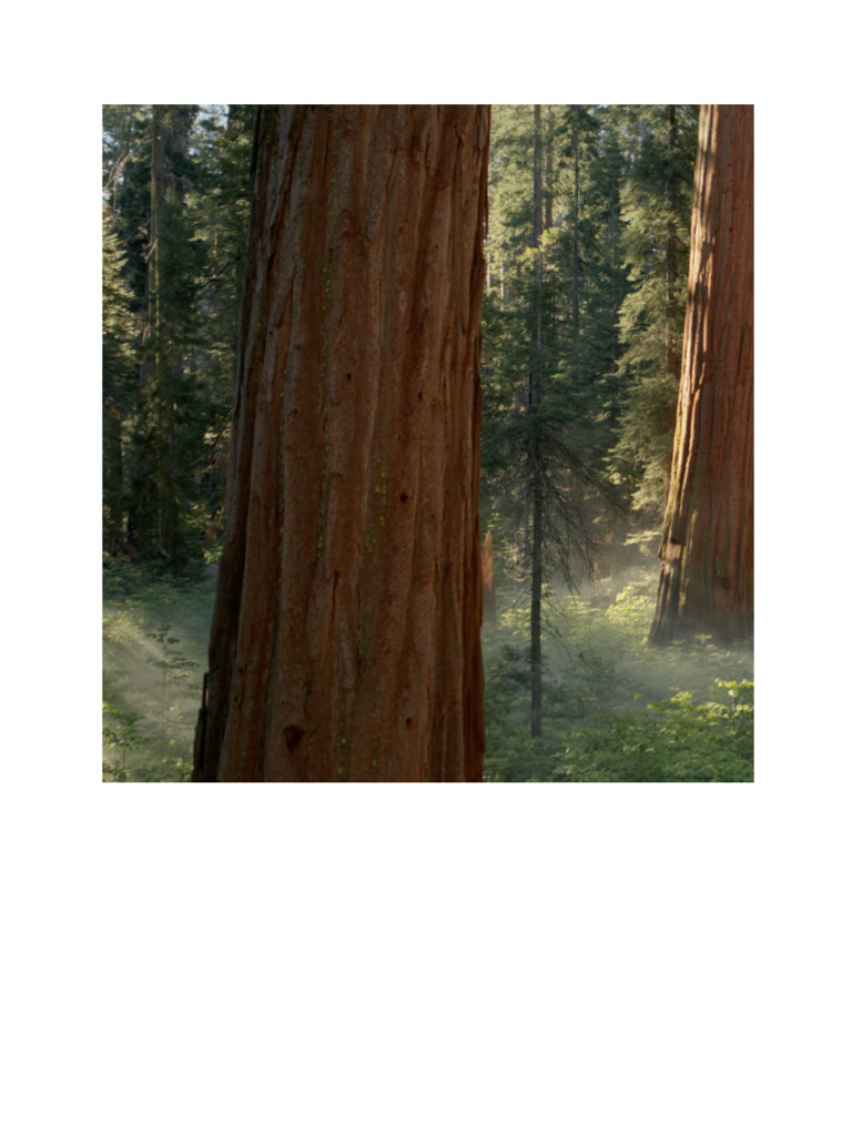 Untitled Document | PDF