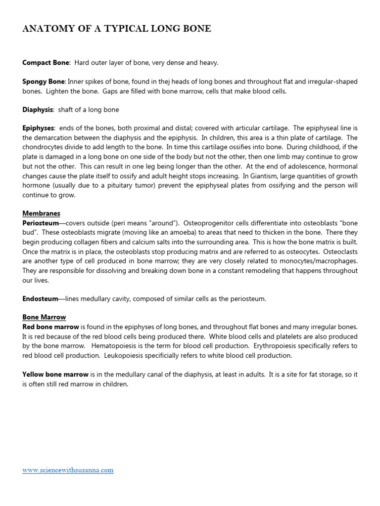 Anatomy of Long Bones Explained | PDF | Bone | Osteoblast