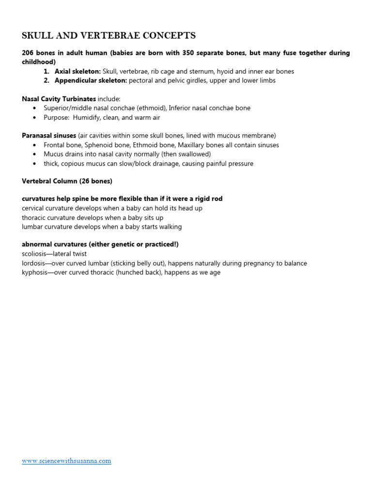 Skull and Vertebrae Concepts | PDF