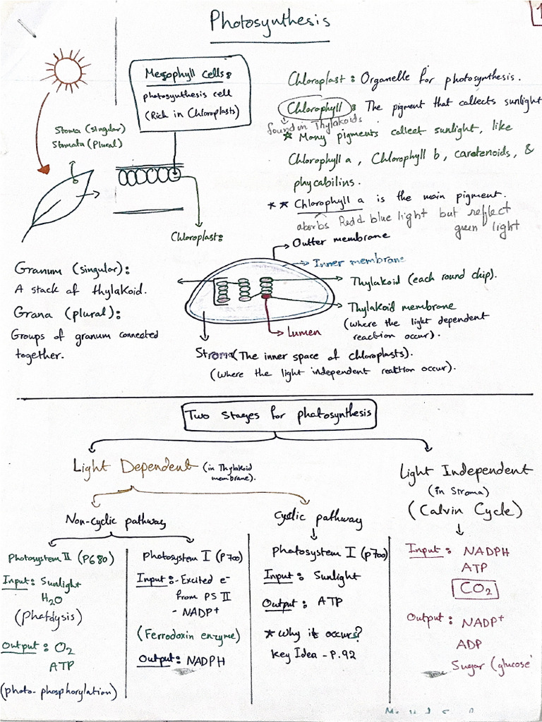 AP Biology 311025 | PDF