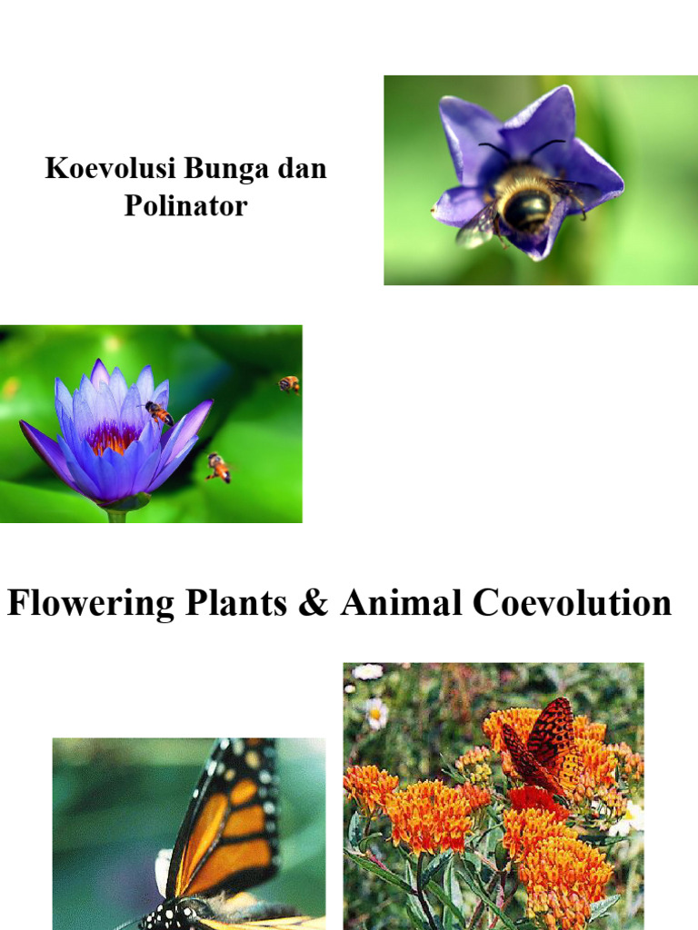 Flowering Plants Animal Coevolution | PDF | Flowers | Organisms