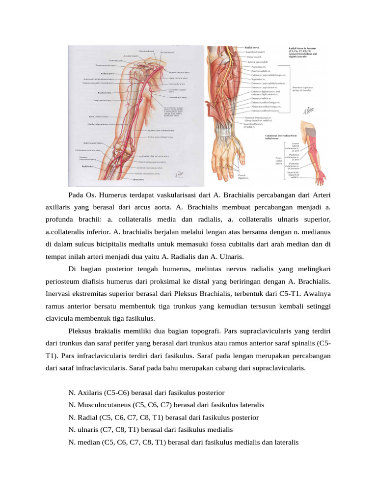 Vaskularisasi dan Inervasi Humerus | PDF
