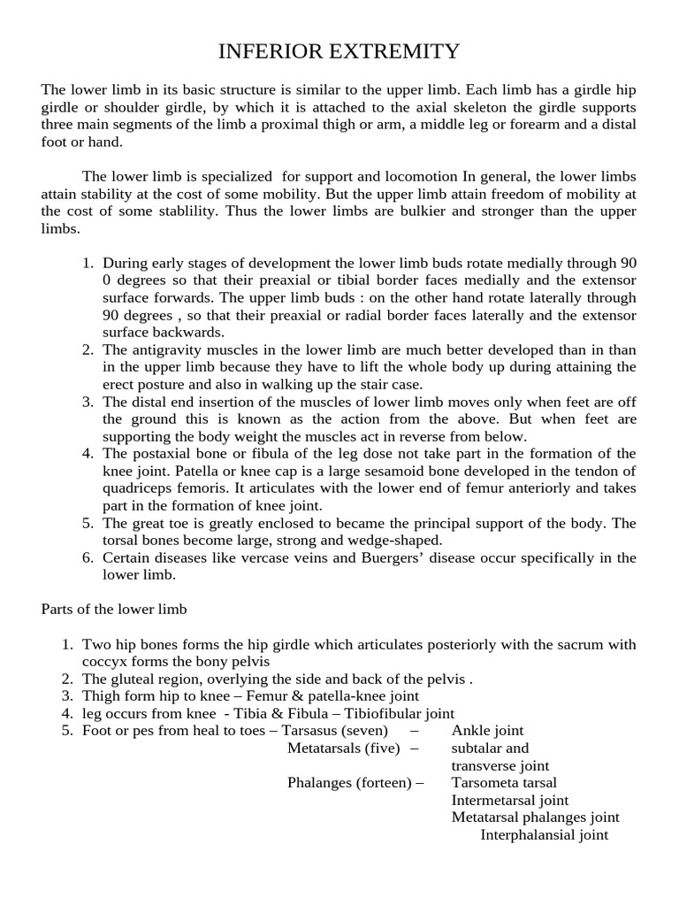 Anatomy and Function of the Lower Limb | PDF | Human Leg | Vein