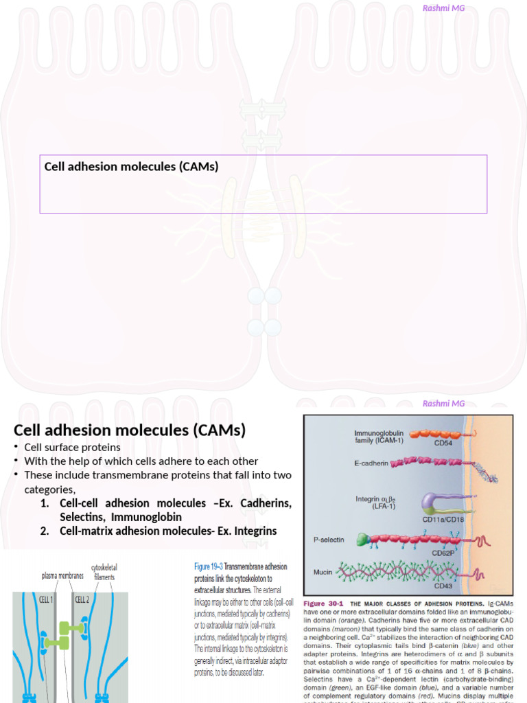 Cell Adhesion Molecules, Extracellular Matrix Components and Cell ...