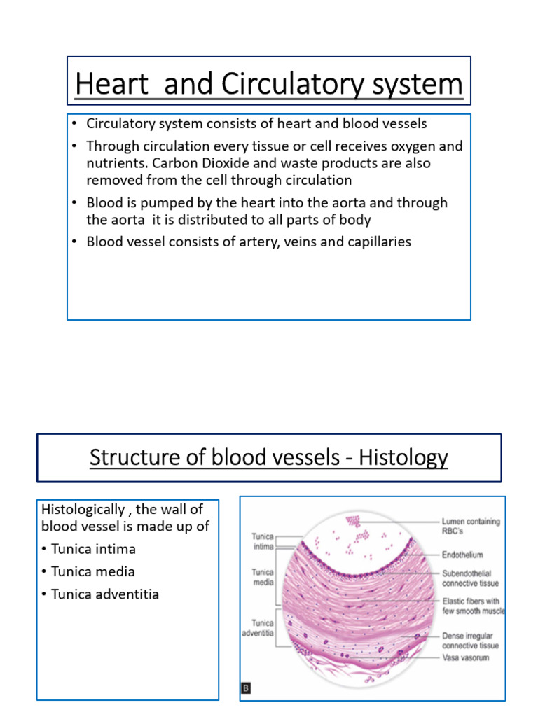 Heart and Circulatory System - Final-1 | PDF | Heart Valve | Atrium (Heart)