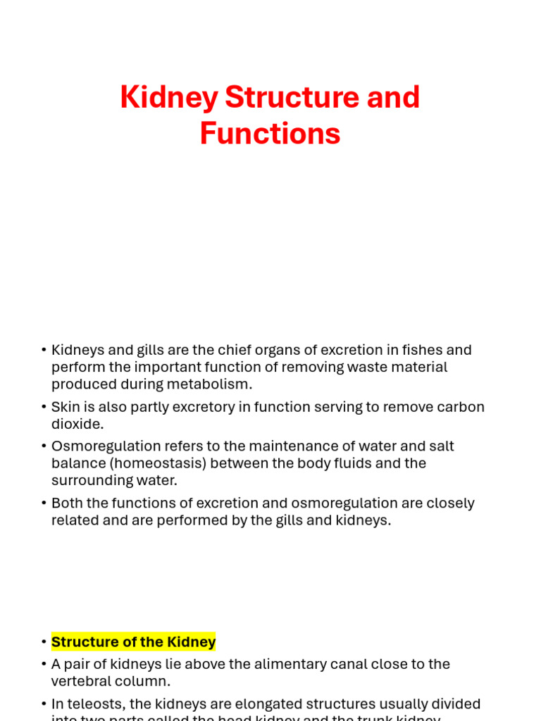 Kidney Structure and Function in Fishes | PDF | Kidney