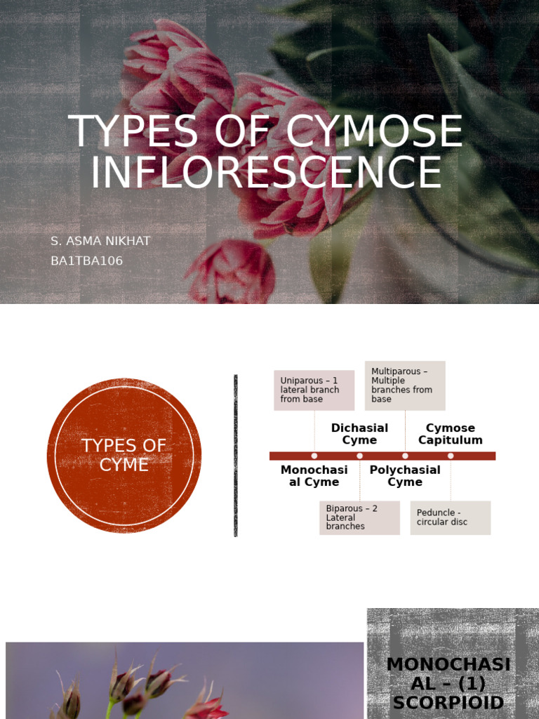 Types of Cymose Inflorescence Explained | PDF