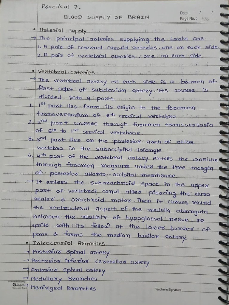 Anatomy Practical 7 | PDF | Vein | Human Head And Neck