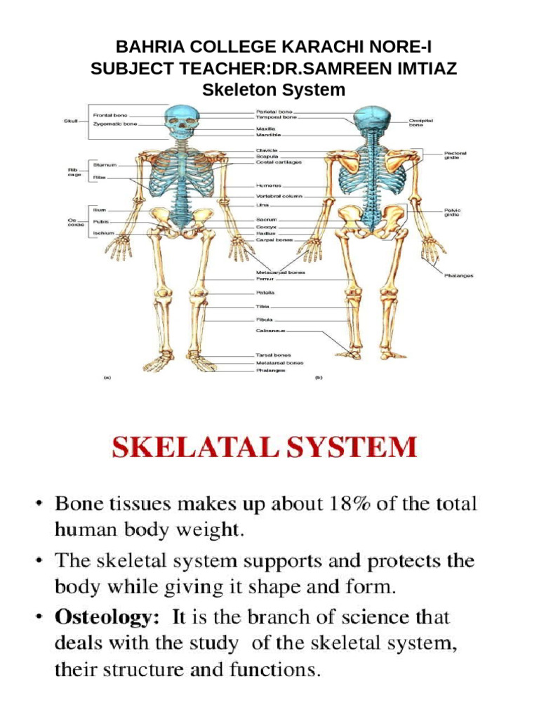 Skeleton and Joints | PDF