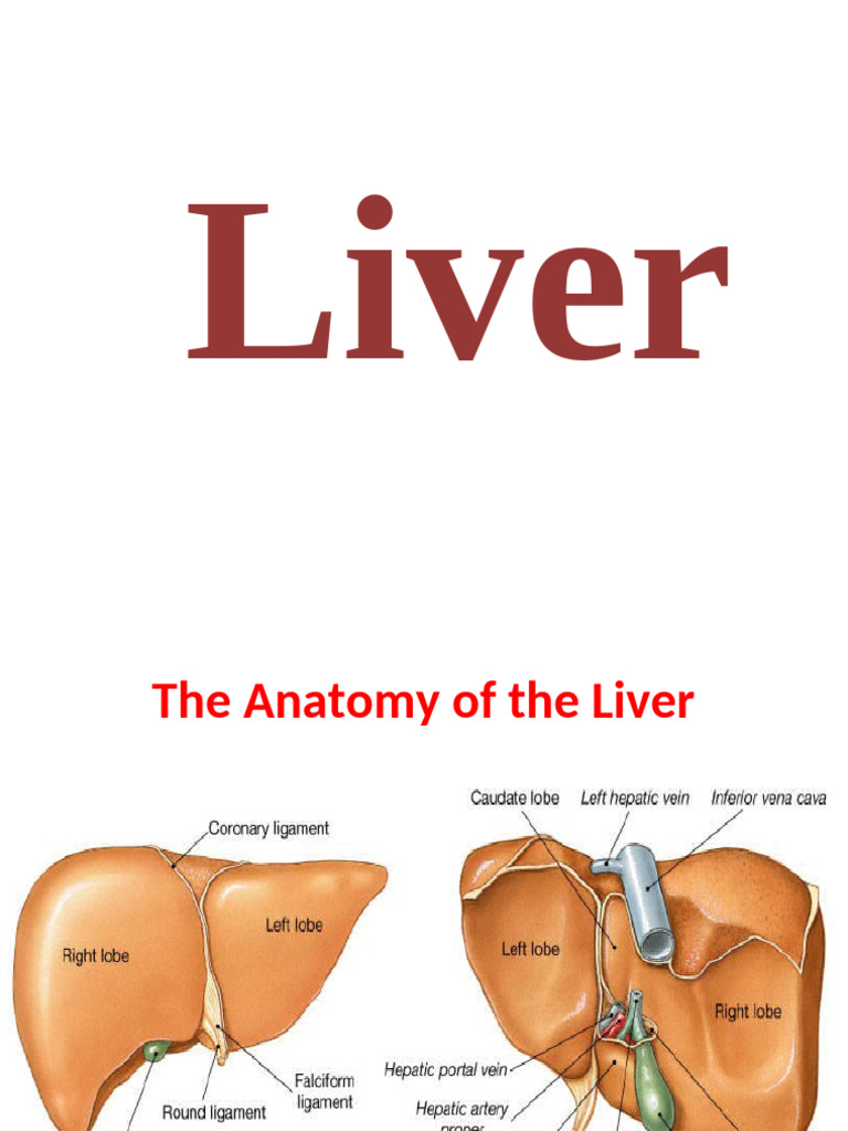 8,9 Liver and Gall Bladder | PDF | Liver | Bile