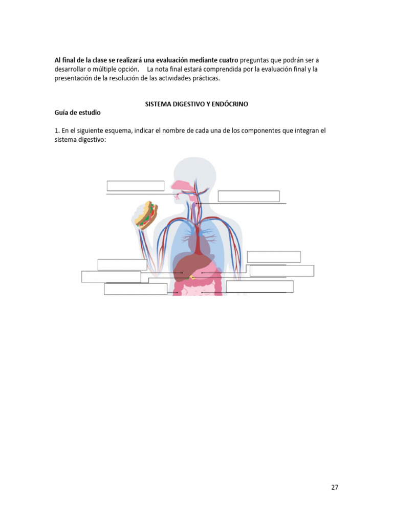 Guía de Estudio: Sistema Digestivo y Endocrino | PDF | Sistema ...