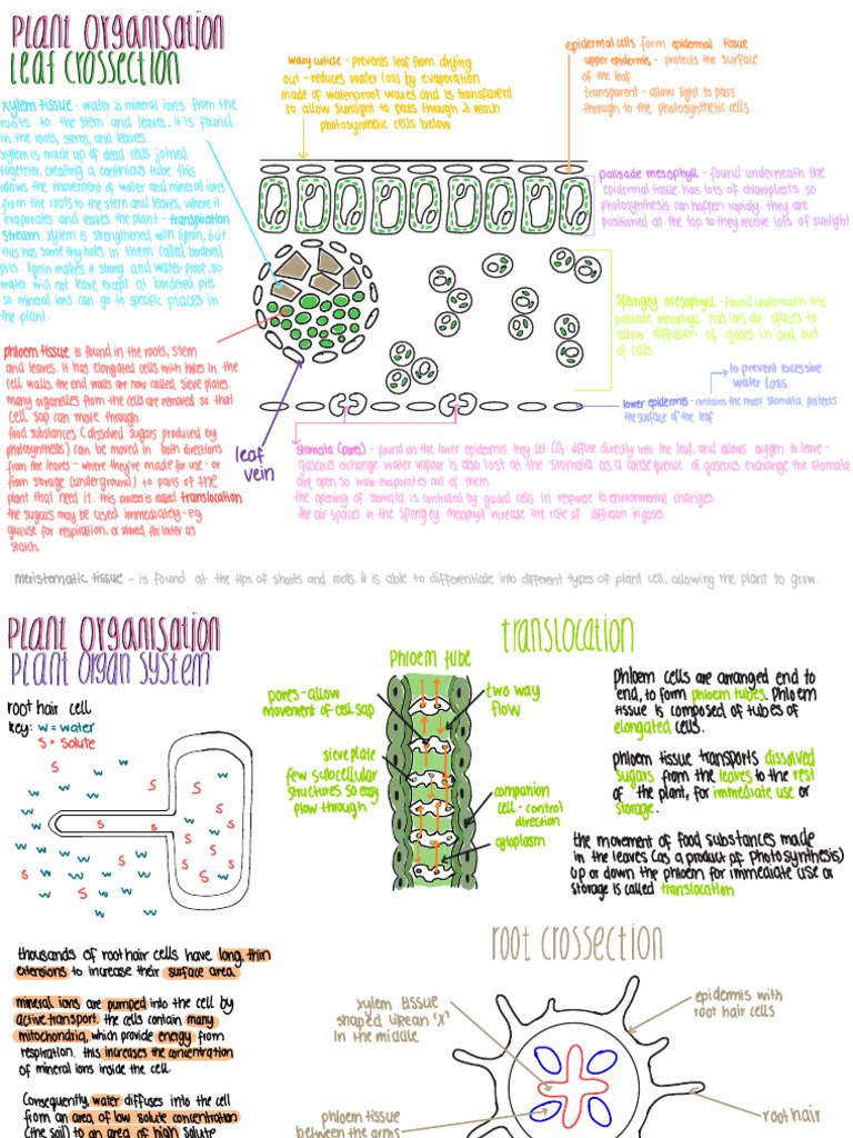 Plant Organisation Notes Aqa Gcse Biology | PDF