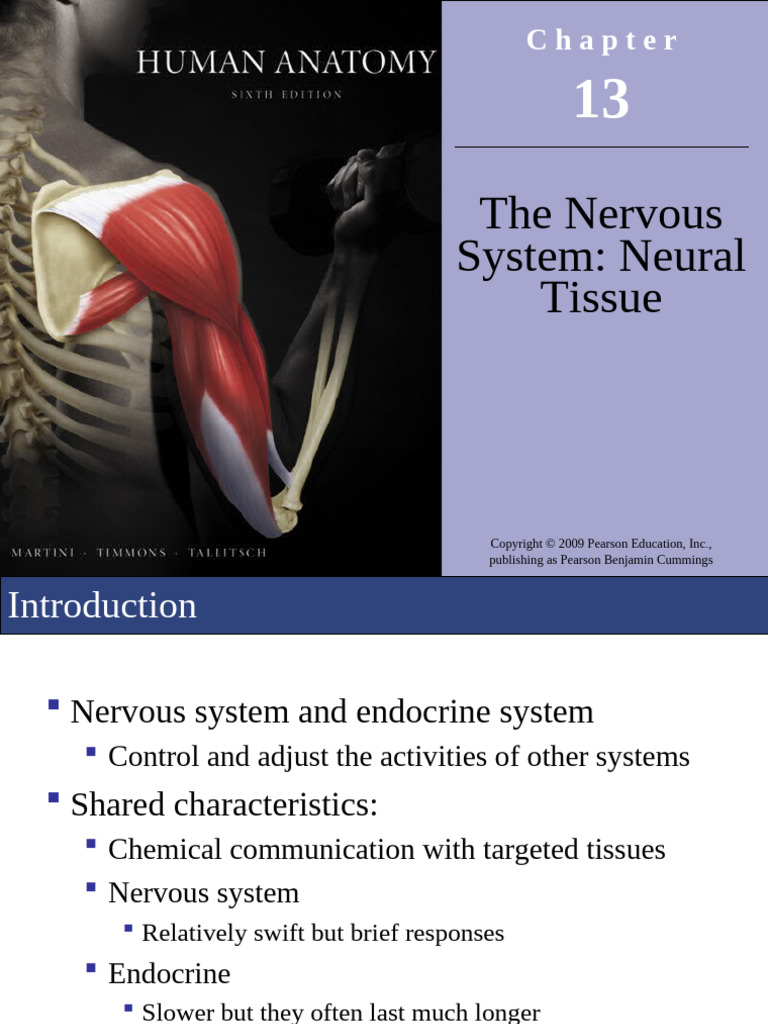ch13 | PDF | Nervous System | Central Nervous System