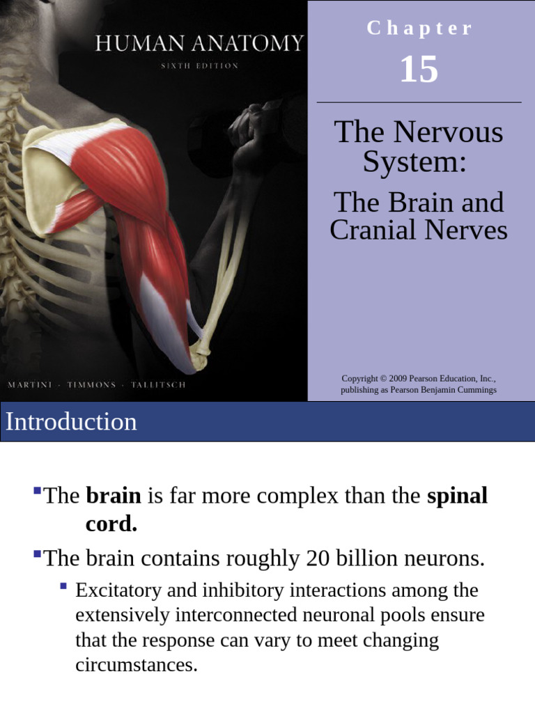 15_LectureOutline | PDF | Brainstem | Human Anatomy