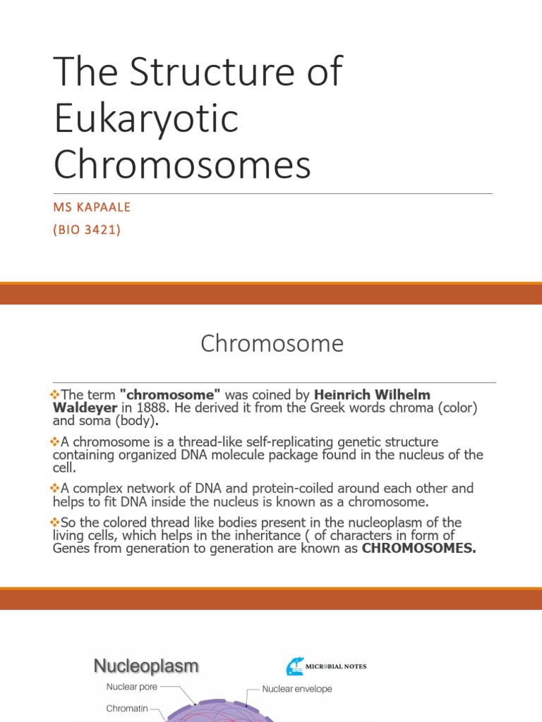 Eukaryotic Chromosome Structure Explained | PDF | Histone | Chromosome