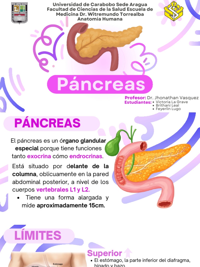 PÁNCREAS_20250204_110946_0000 | PDF | Páncreas | Abdomen