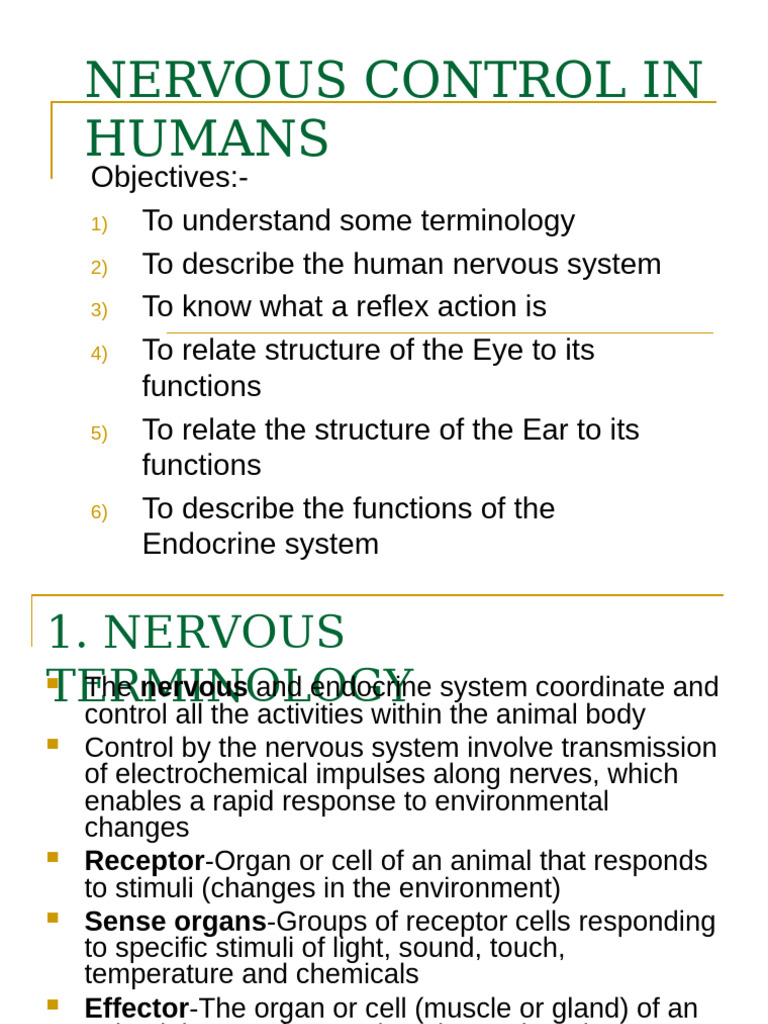 Human Nervous and Endocrine Systems | PDF | Nervous System | Endocrine ...