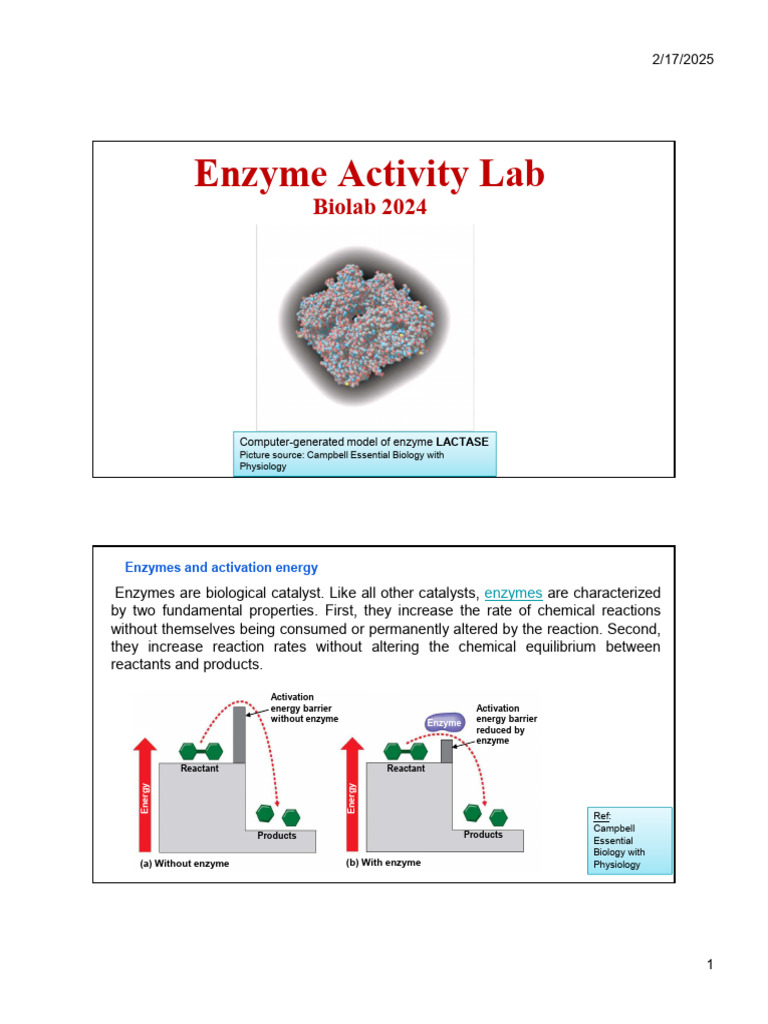 Enzyme Lab | PDF | Enzyme | Product (Chemistry)