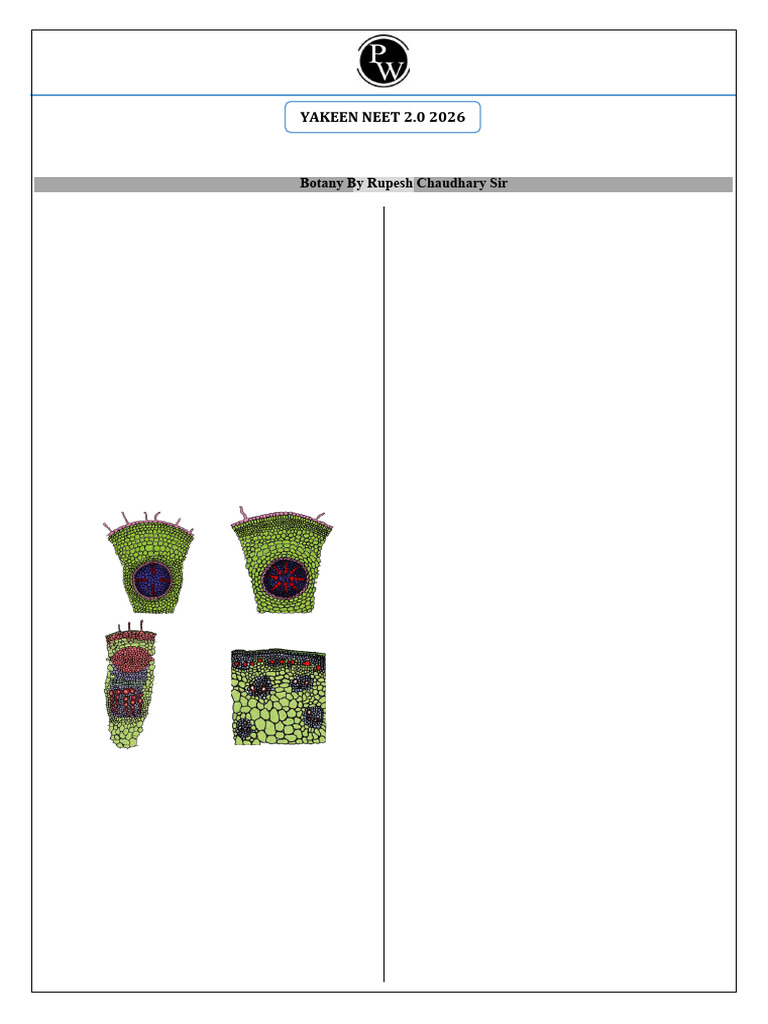 Anatomy of Flowering Plants Class Test 02 Botany by Rupesh | PDF ...