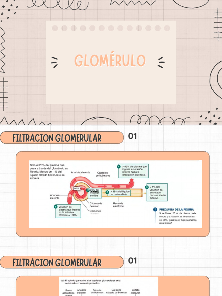 Glomerúlo | PDF | Riñón
