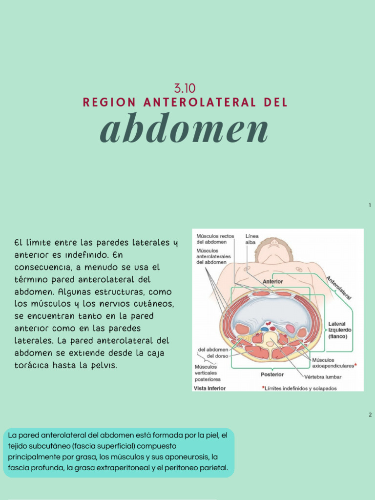 Región Anterolateral Del Abdomen | PDF | Abdomen | Músculo