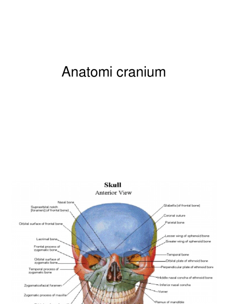 Anatomi Cranium | PDF