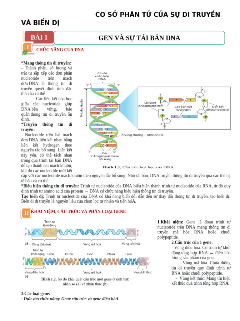 2030 -Gen Và Sự Tái Bản Dna | PDF